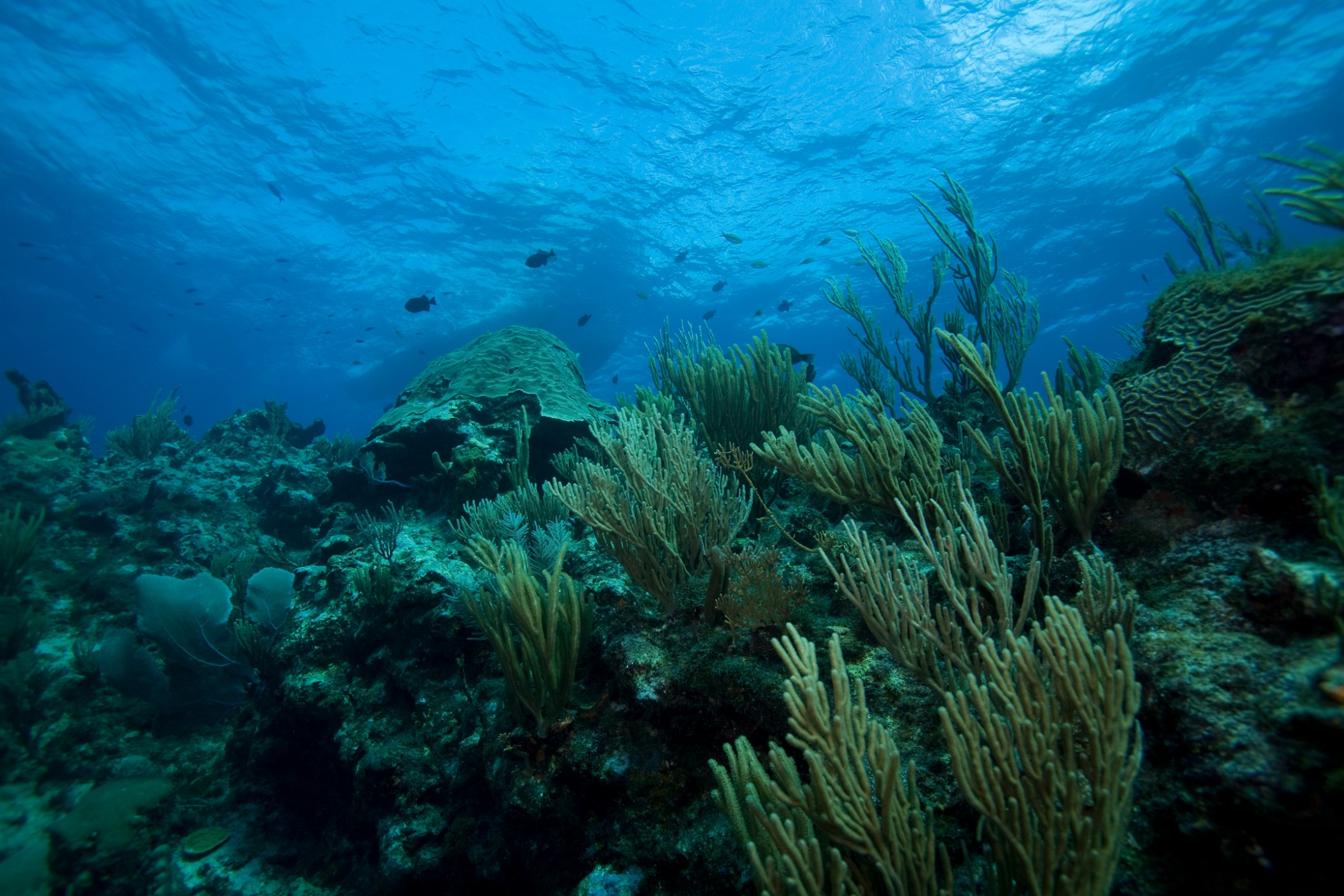Squalo Divers | Scuba Diving in Miami, Florida