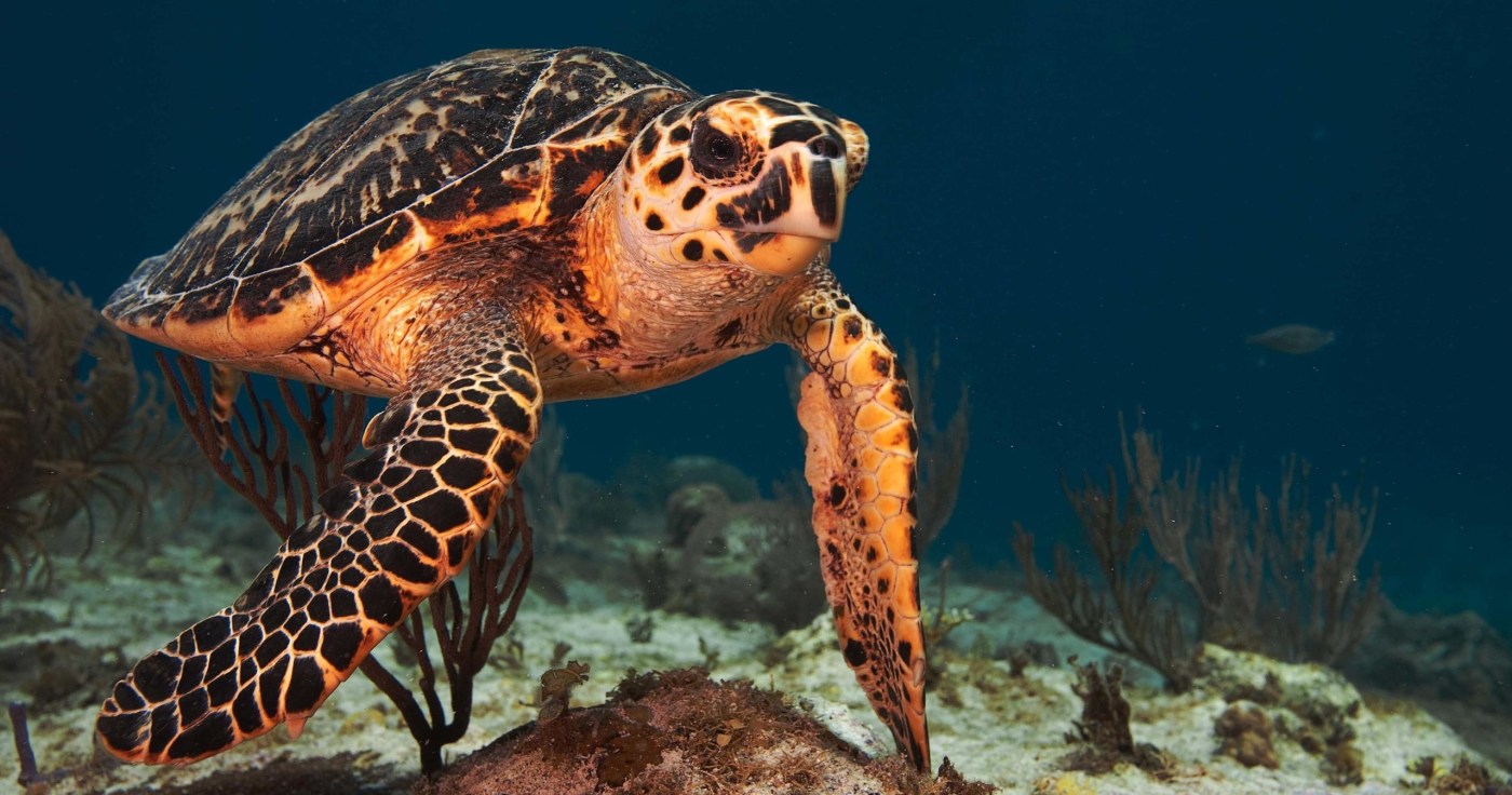 Ocean Explorers Scuba Package - Miami | Squalo Divers