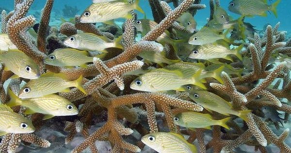 PADI Fish ID Course - Miami | Squalo Divers