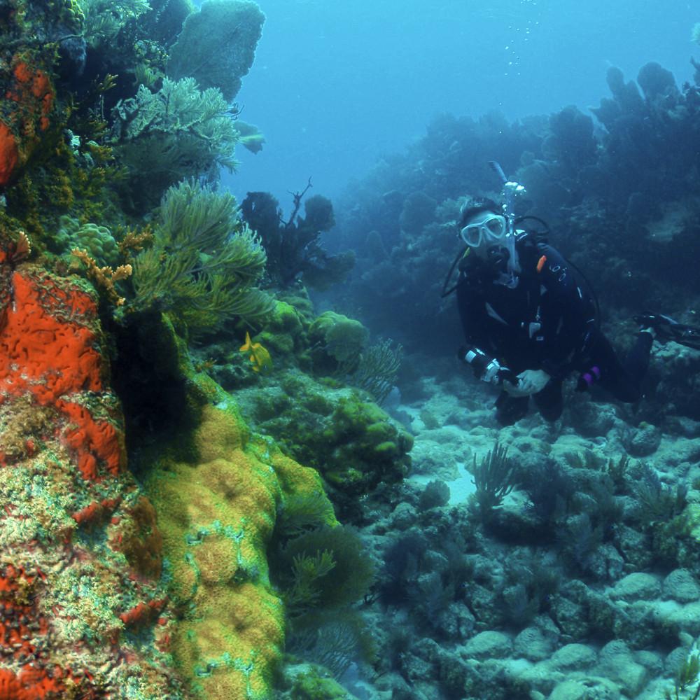 FRENCH REEF | Squalo Divers